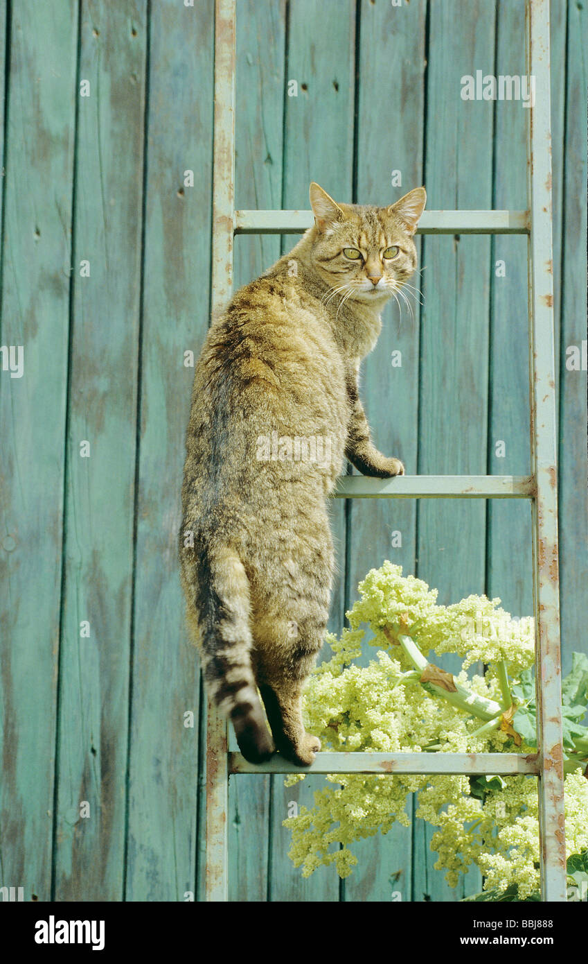 Turning ladder hi-res stock photography and images - Alamy