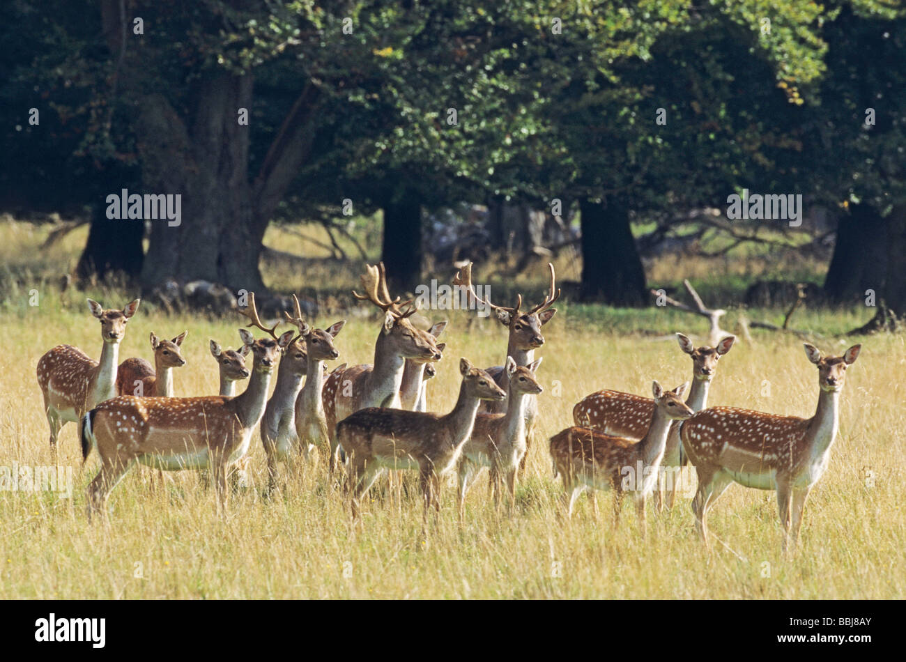 Herds fallow bucks hi-res stock photography and images - Alamy