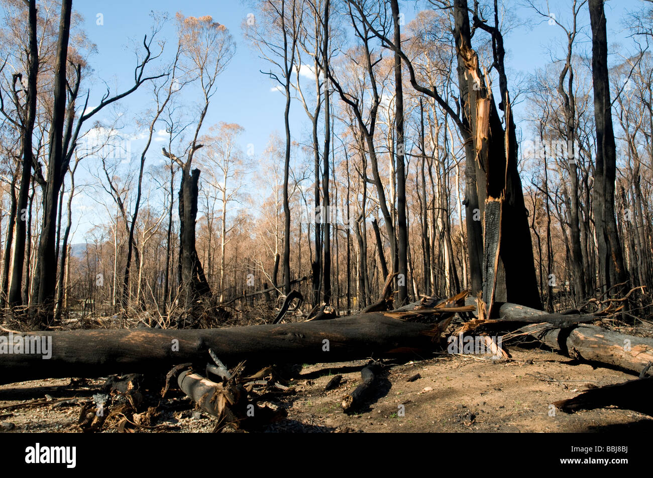 Devastation and fallen trees after a bushfire Stock Photo - Alamy