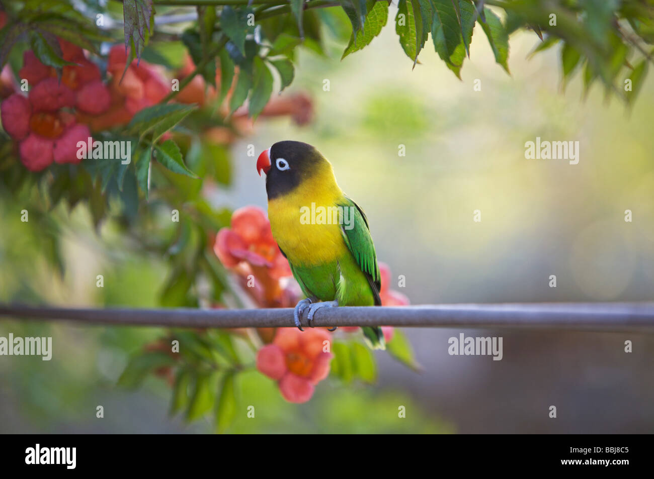 Yellow collared lovebird agapornis personata hi-res stock photography ...