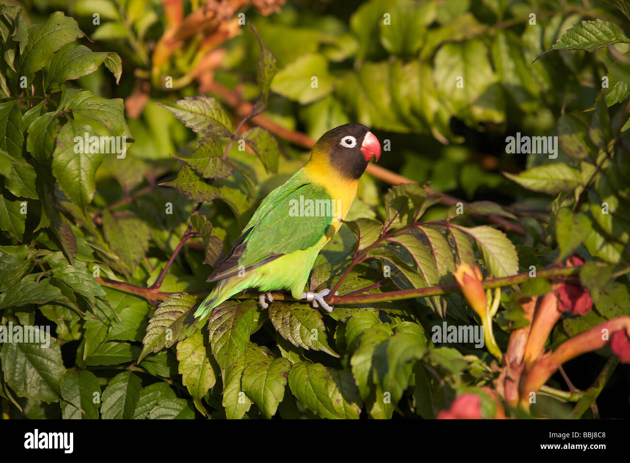 Yellow collared lovebird agapornis personata hi-res stock photography ...