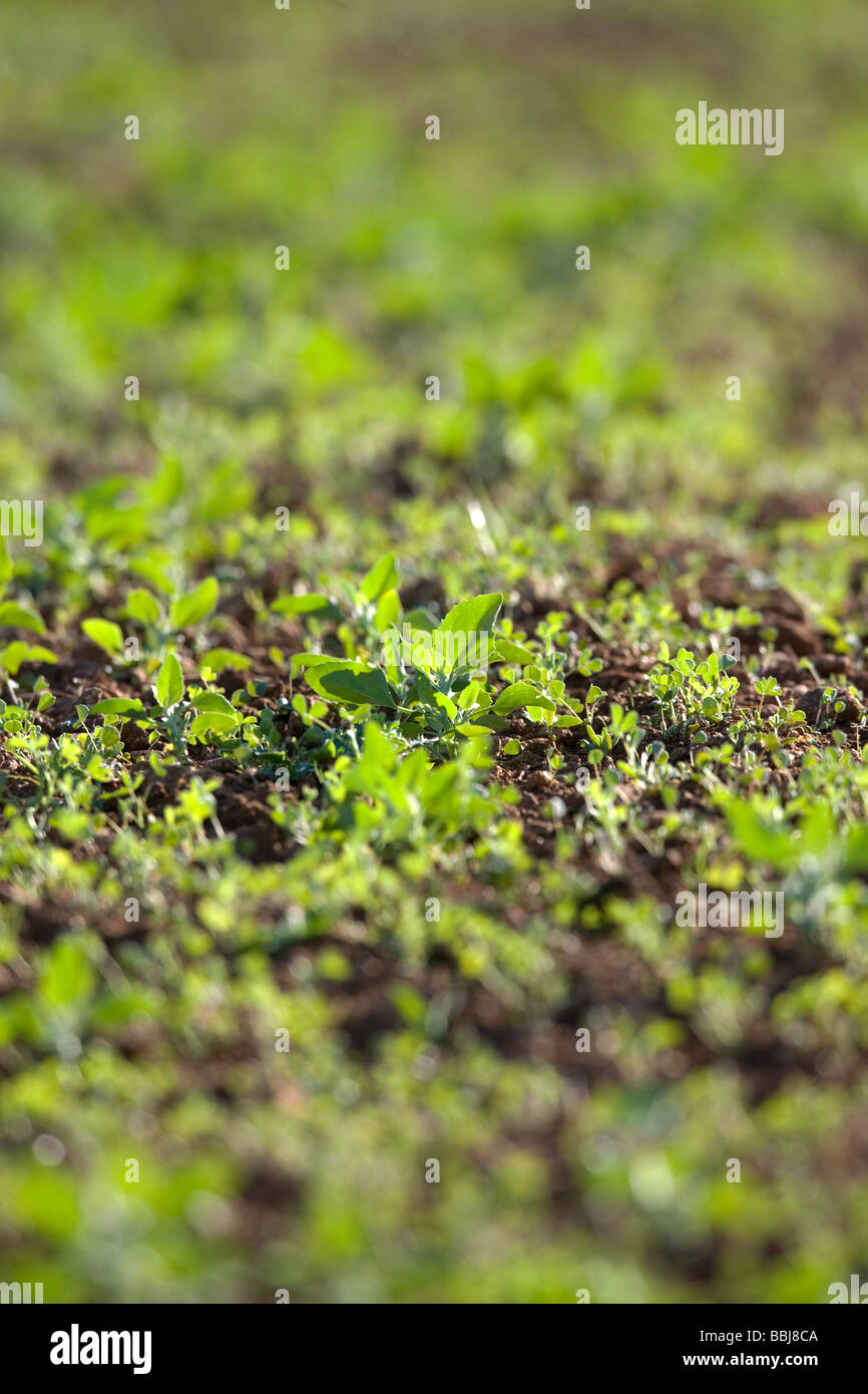 Lucerne for fodder hi-res stock photography and images - Alamy