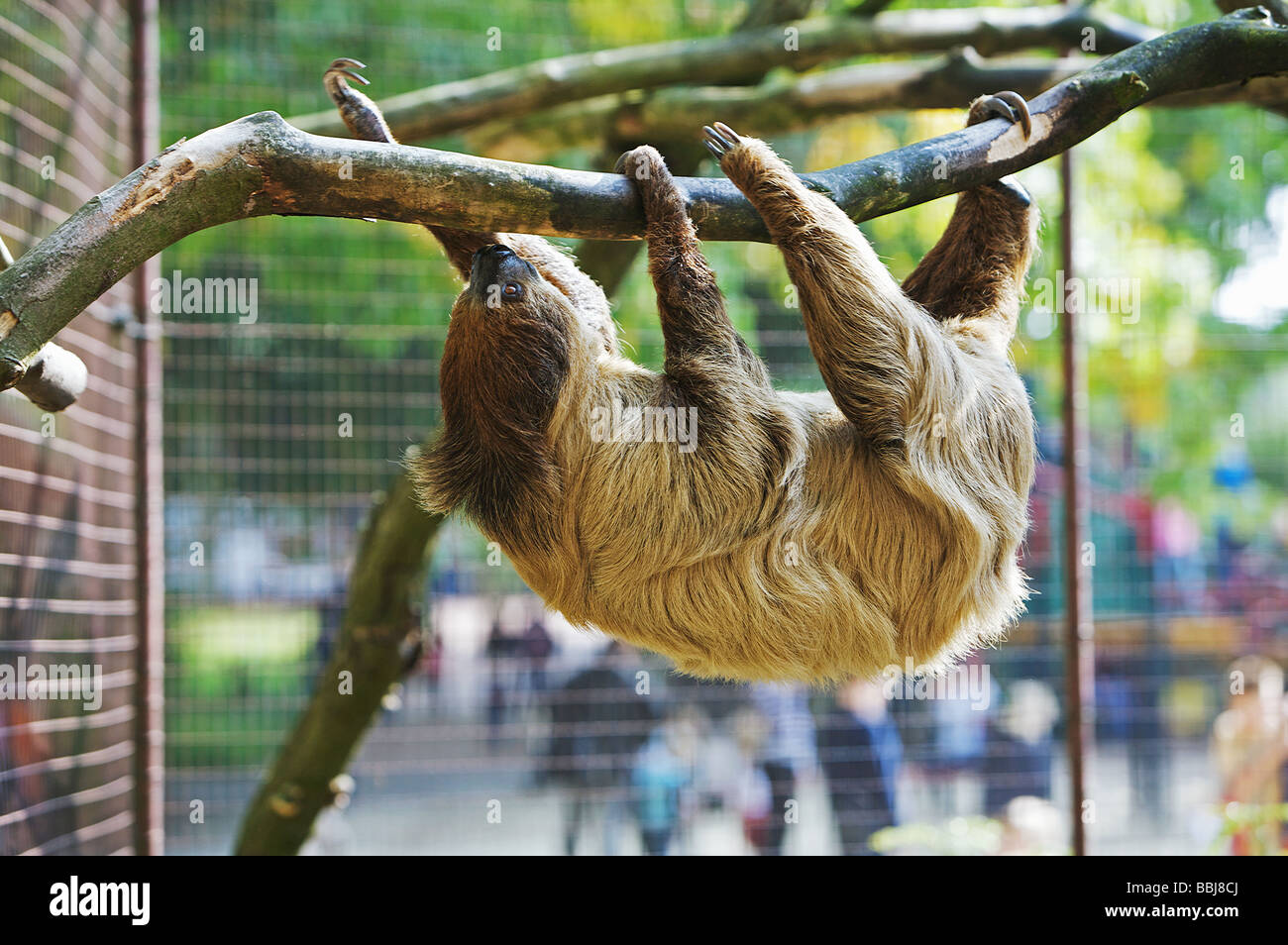 Linnaeus's Two-toed Sloth / Choloepus didactylus Stock Photo - Alamy