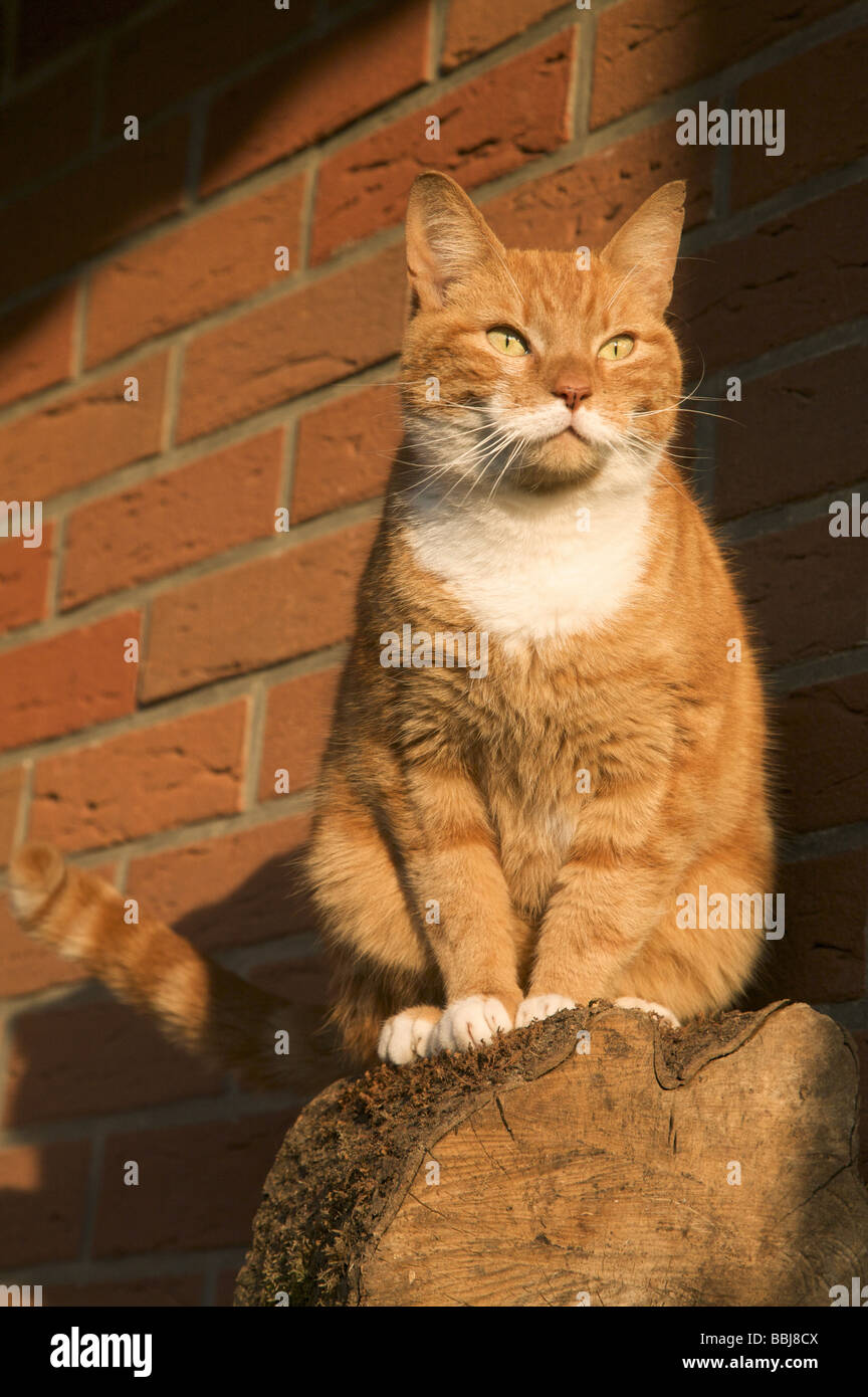 domestic cat - sitting Stock Photo - Alamy