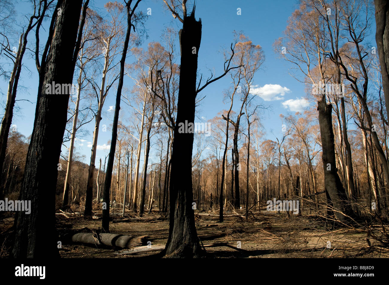 Devastation and fallen trees after a bushfire Stock Photo - Alamy