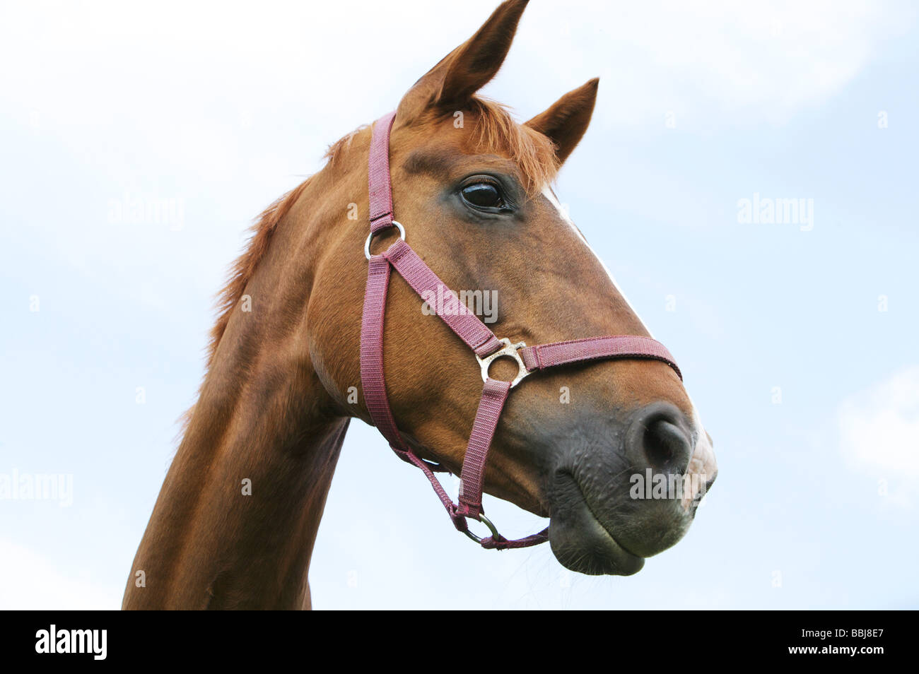 Hanoverian - portrait Stock Photo - Alamy