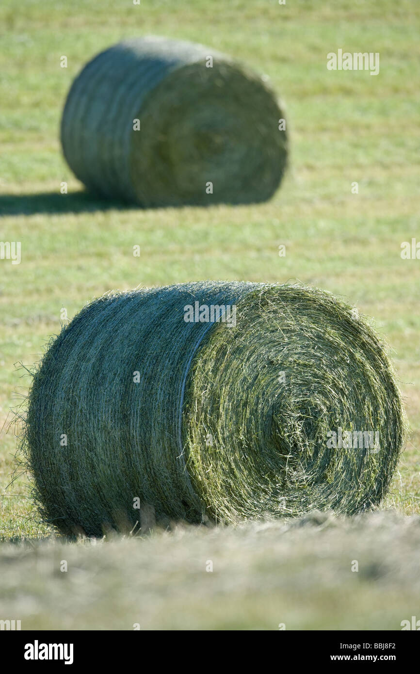 Round bales of silage hi-res stock photography and images - Alamy