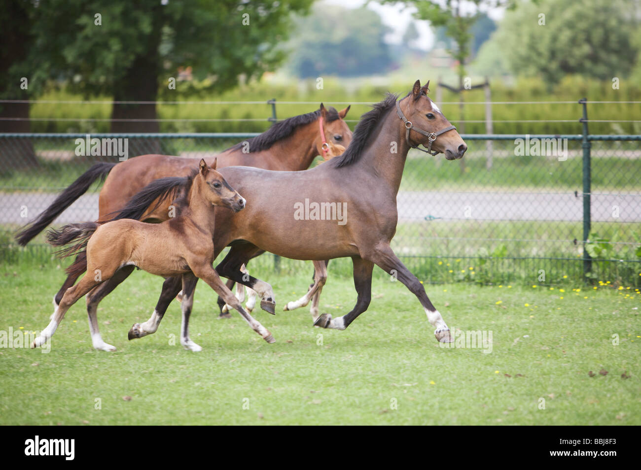 Hackneys hi-res stock photography and images - Alamy