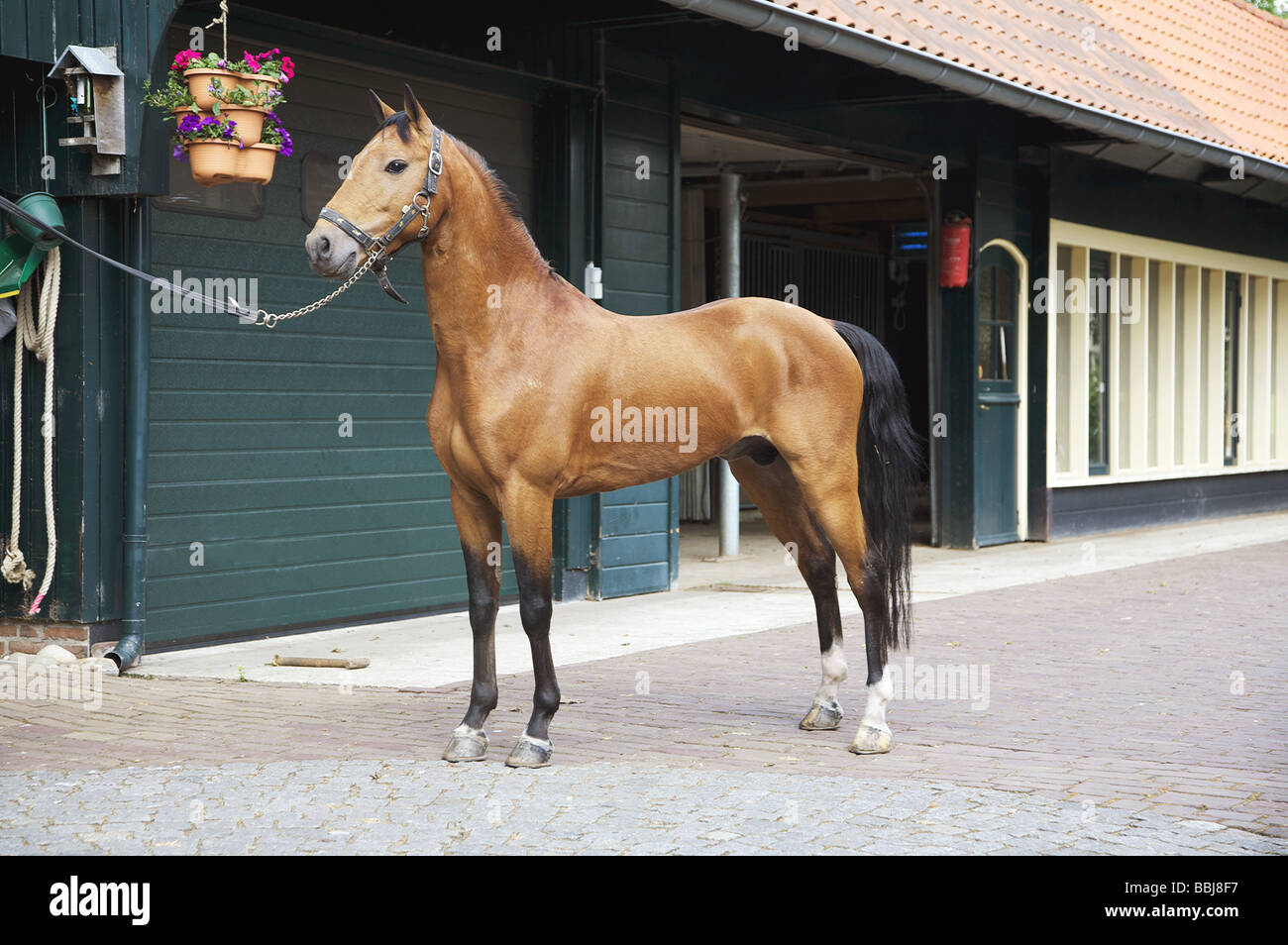Hackney horse. Bay adult standing next to stable Stock Photo - Alamy