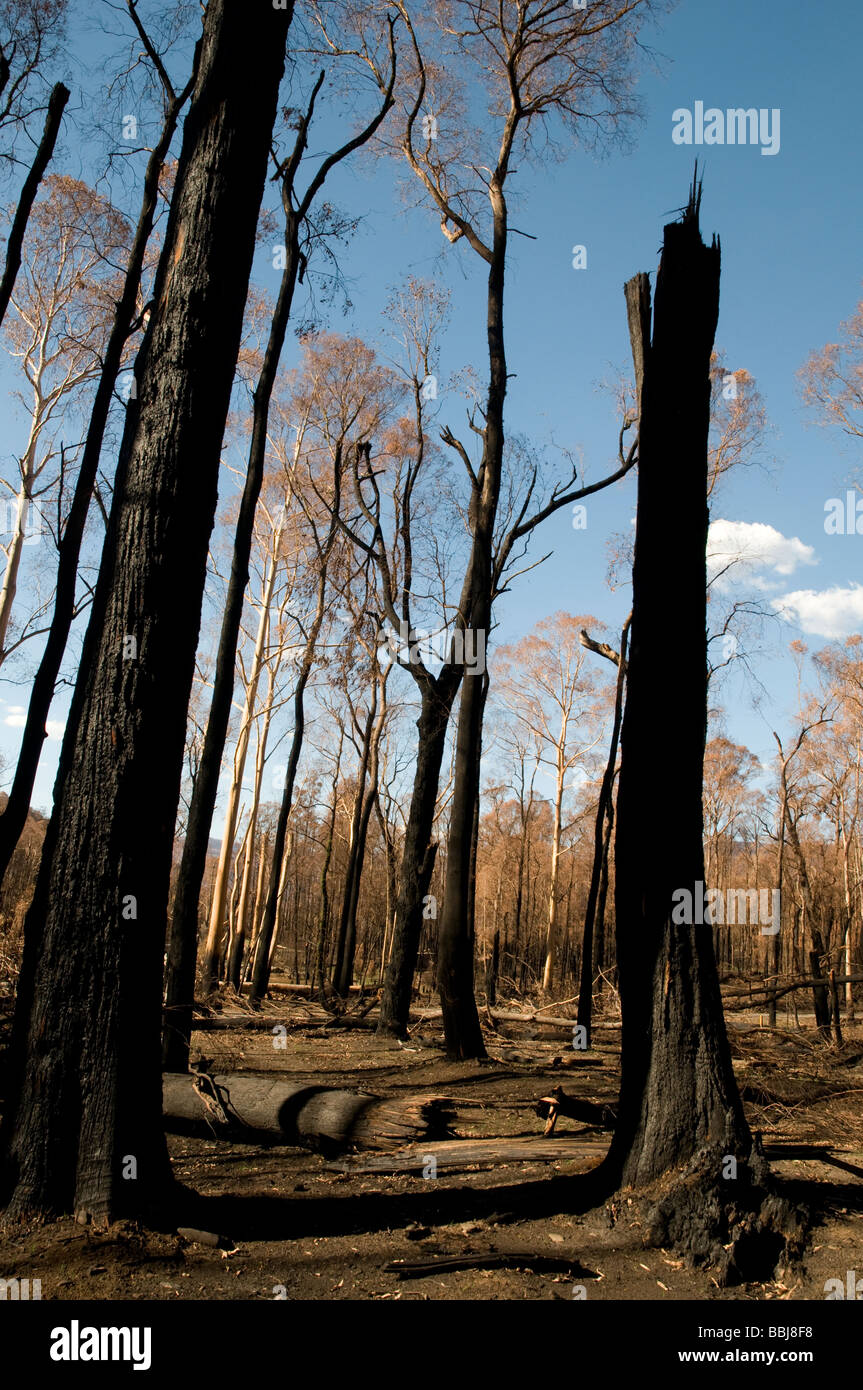 Devastation and fallen trees after a bushfire Stock Photo - Alamy