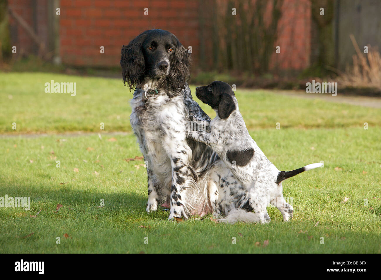 Large Munsterlander. Mother and puppy on a meadow Stock Photo - Alamy
