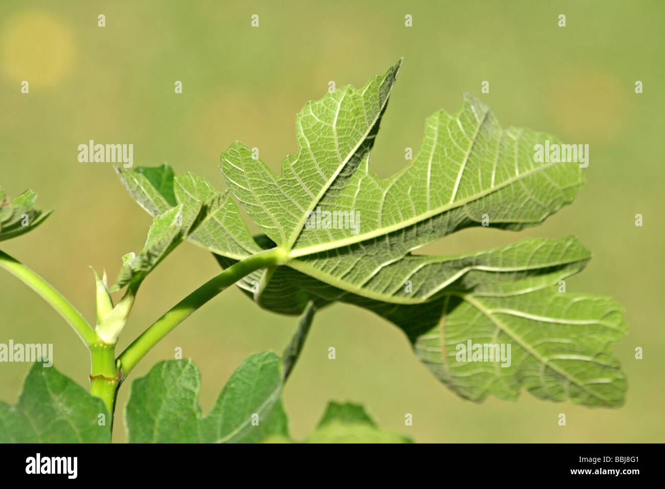 Fig bush High Resolution Stock Photography and Images - Alamy