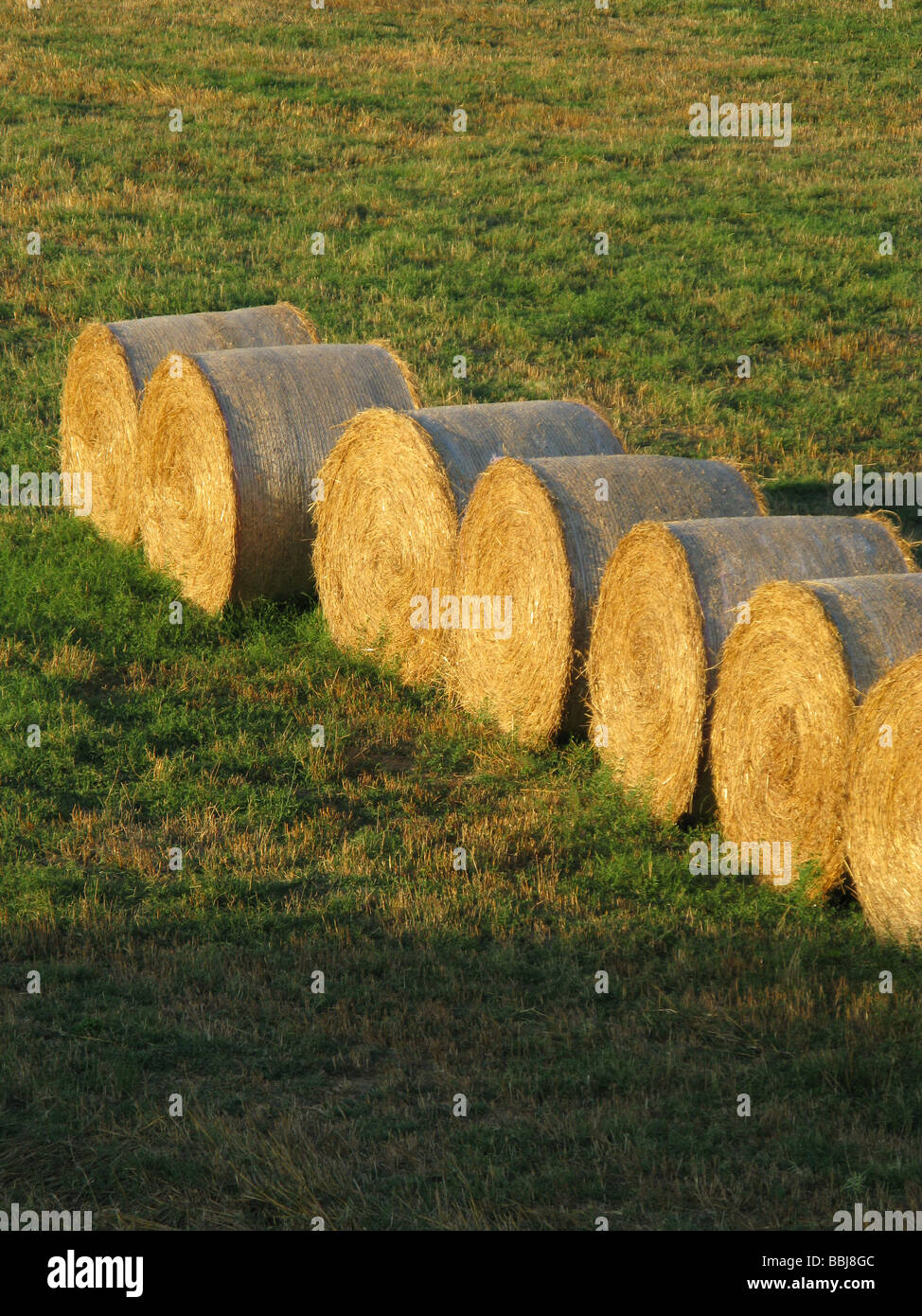 lots of straw bales in field in farm in countryside Stock Photo - Alamy