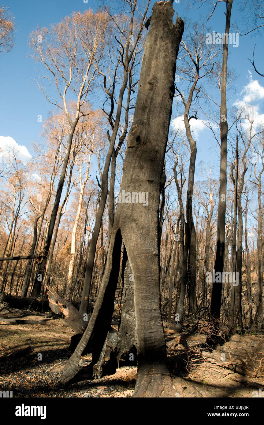 Devastation and fallen trees after a bushfire Stock Photo - Alamy
