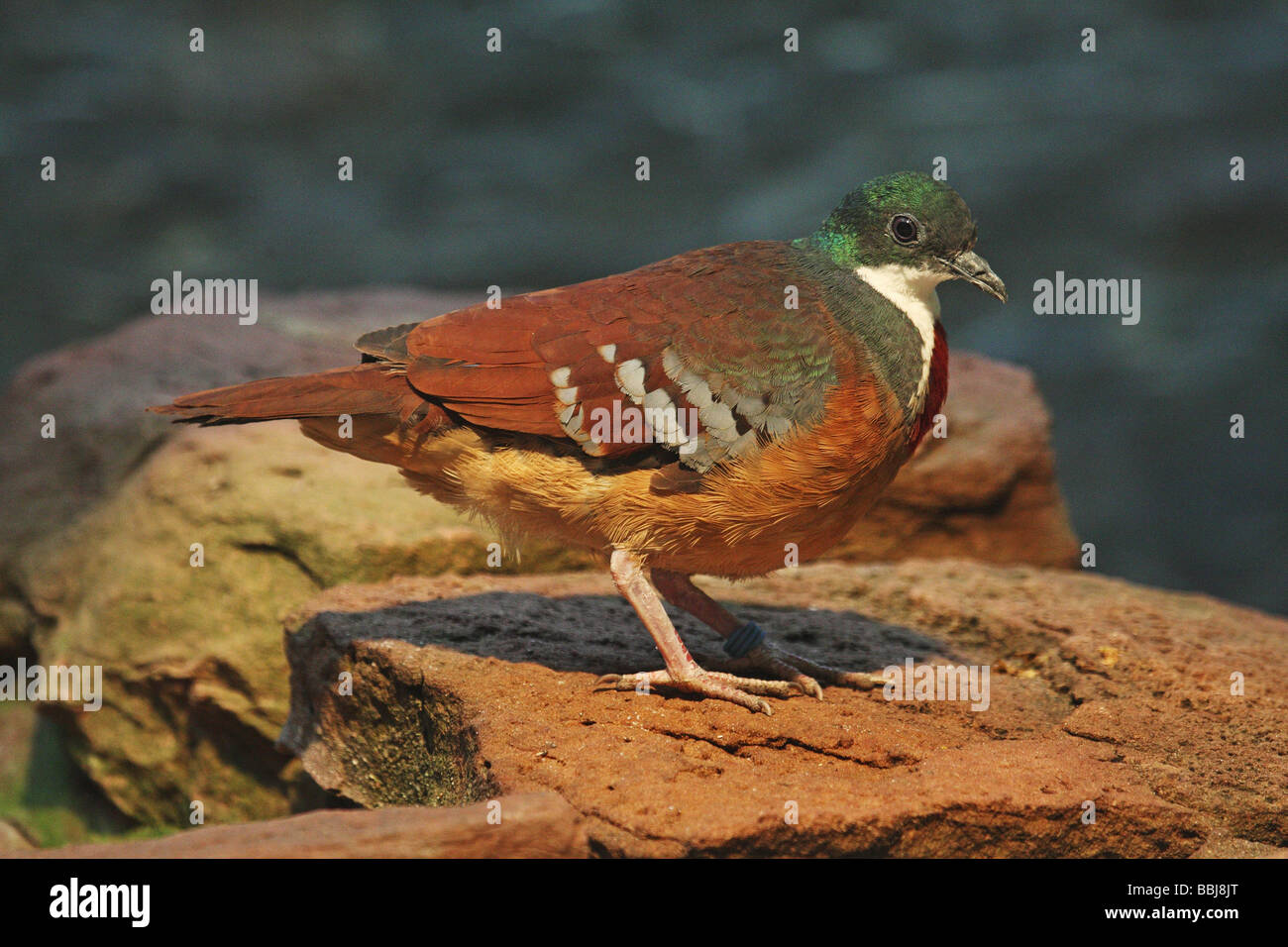 Mindanao Bleeding-heart / Gallicolumba crinigera Stock Photo - Alamy