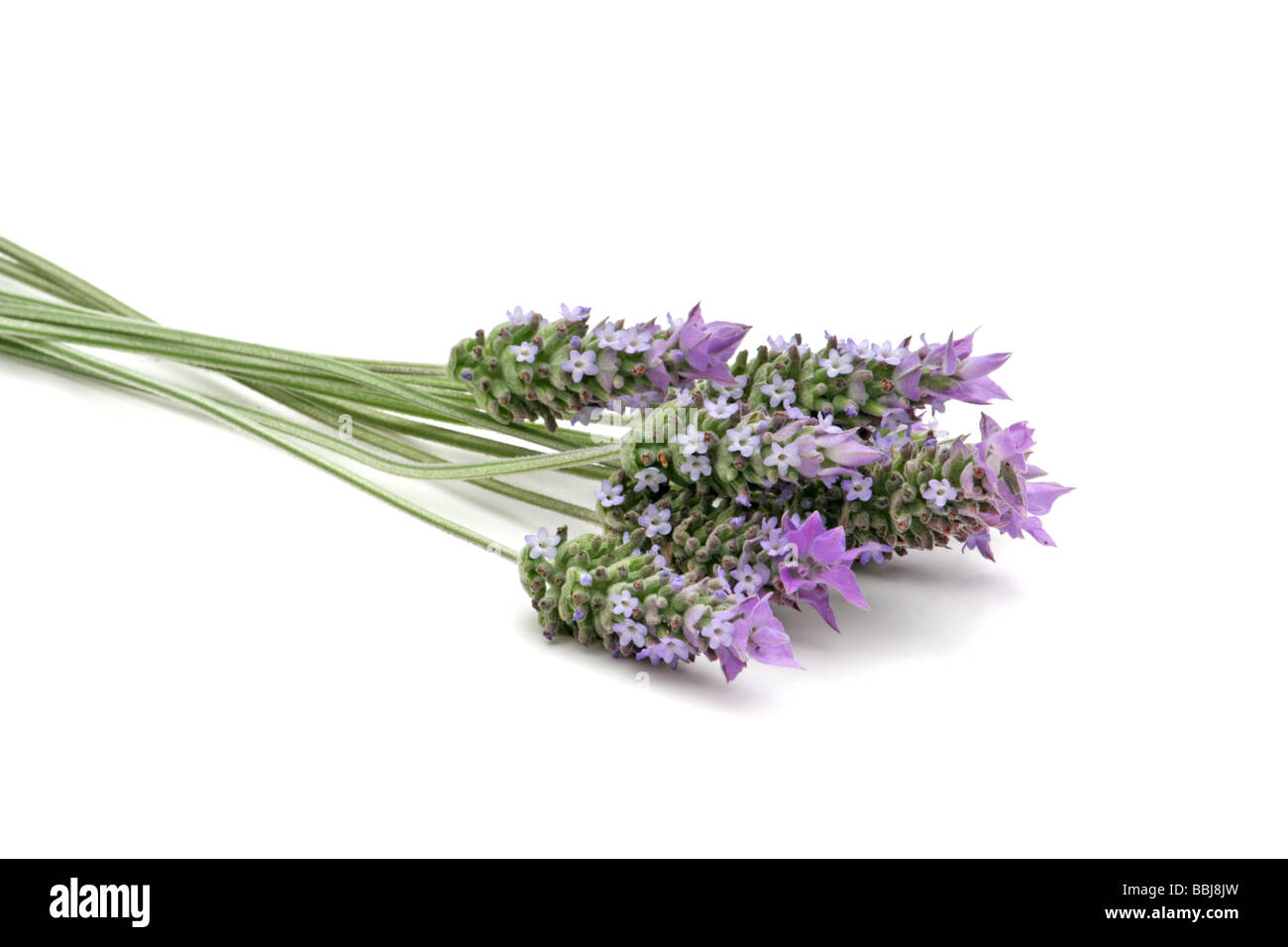 Lavender sprigs on white background Stock Photo - Alamy