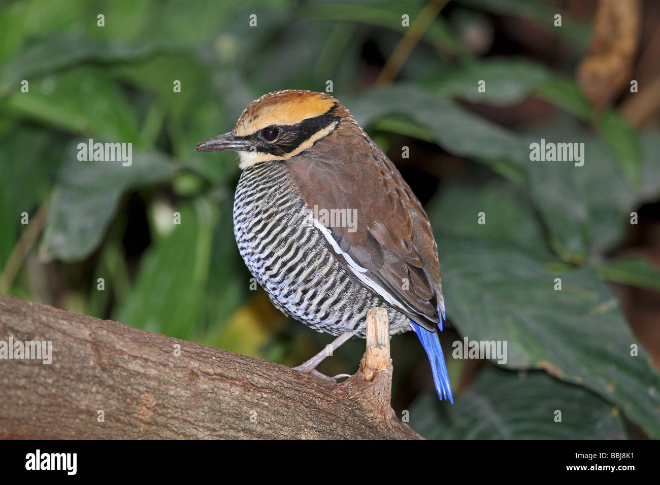 Banded Pitta High Resolution Stock Photography and Images - Alamy