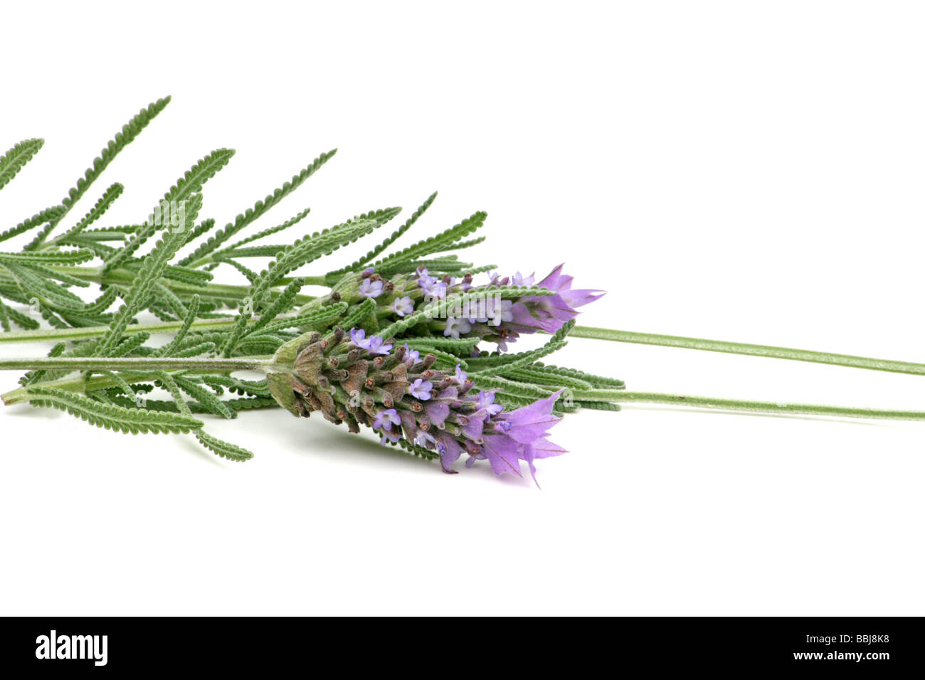 Lavender sprigs on white background Stock Photo - Alamy