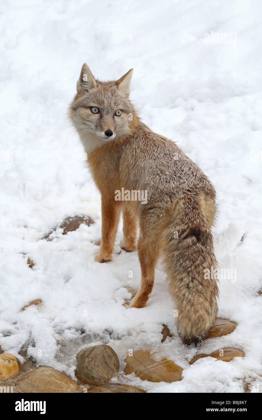 Fox Standing High Resolution Stock Photography and Images - Alamy