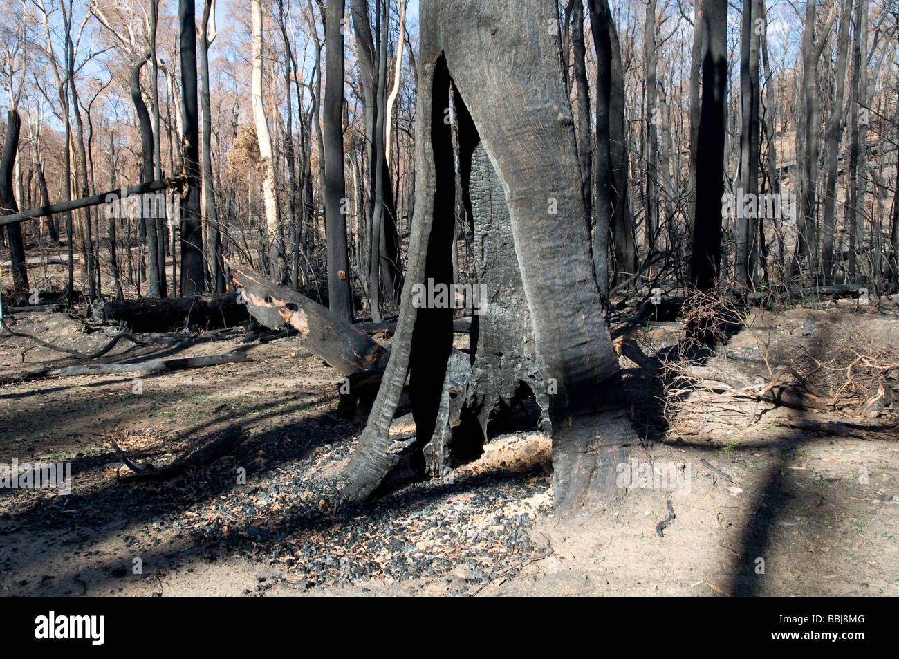 Devastation and fallen trees after a bushfire Stock Photo - Alamy