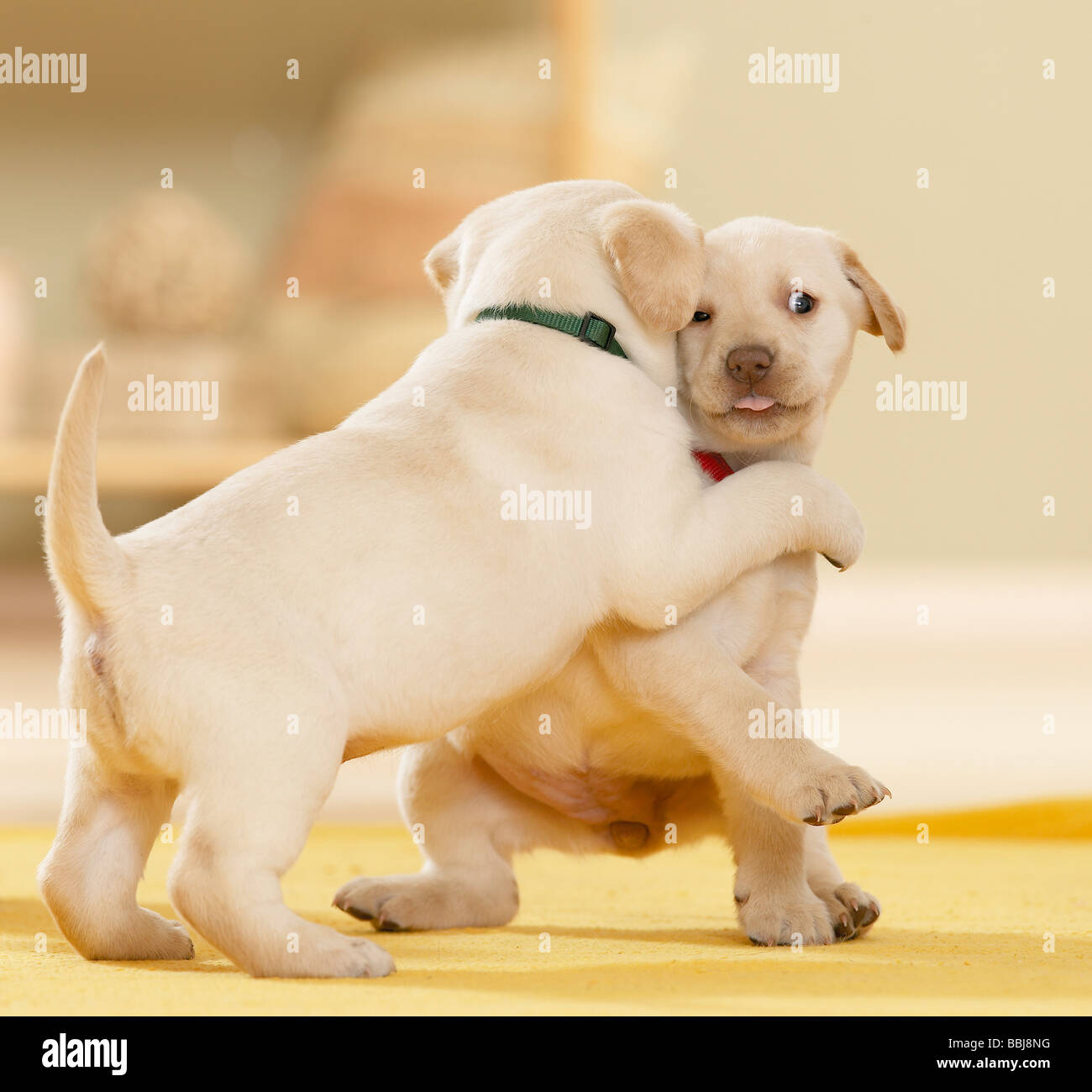 Pair of labrador puppies hi-res stock photography and images - Alamy