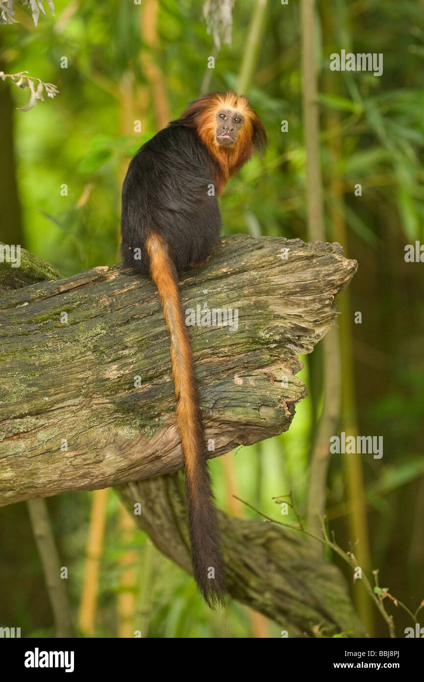 Golden-headed lion tamarin (Leontopithecus rosalia chrysomelas ...