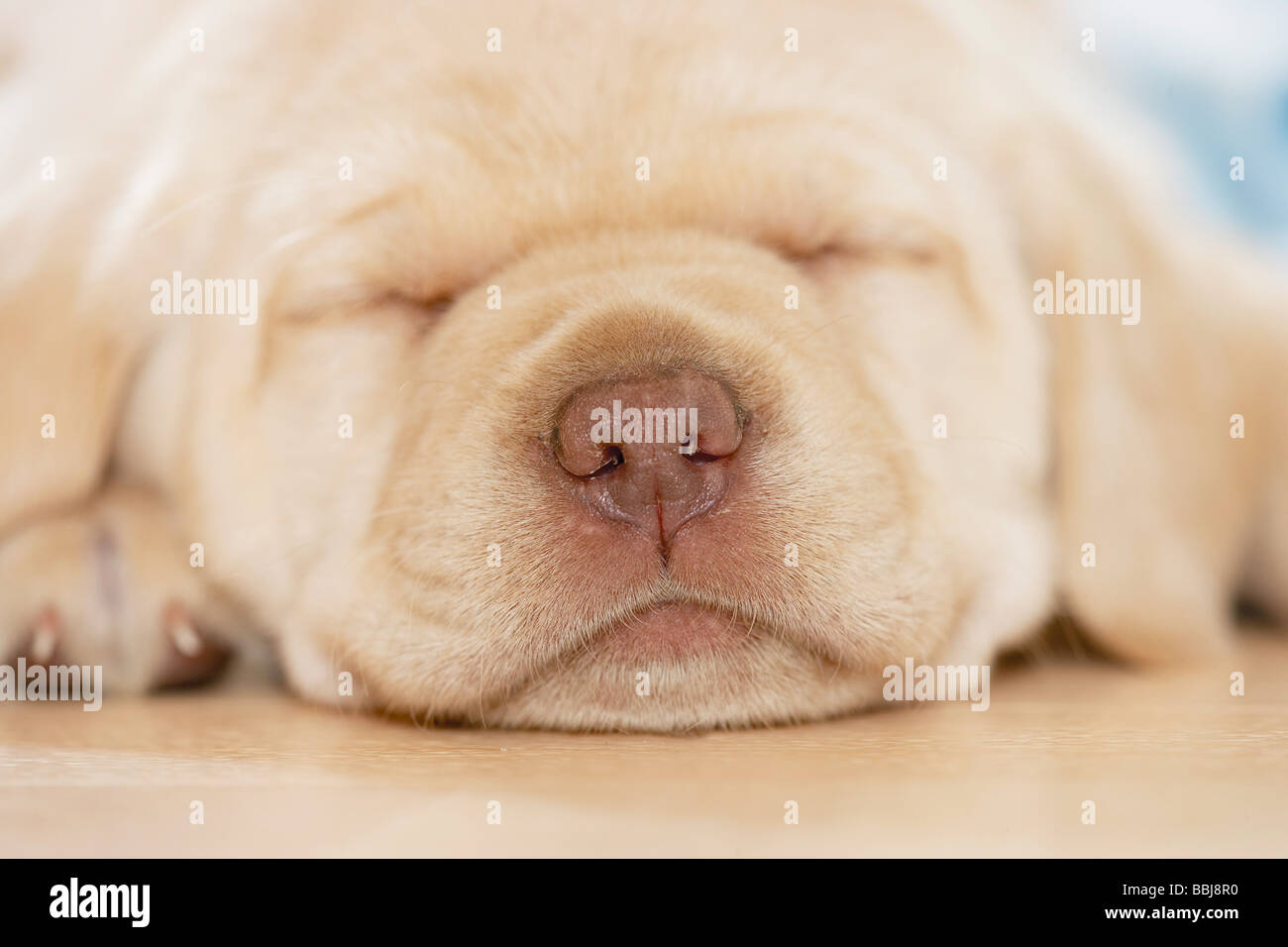 Labrador Retriever dog - puppy - sleeping Stock Photo - Alamy