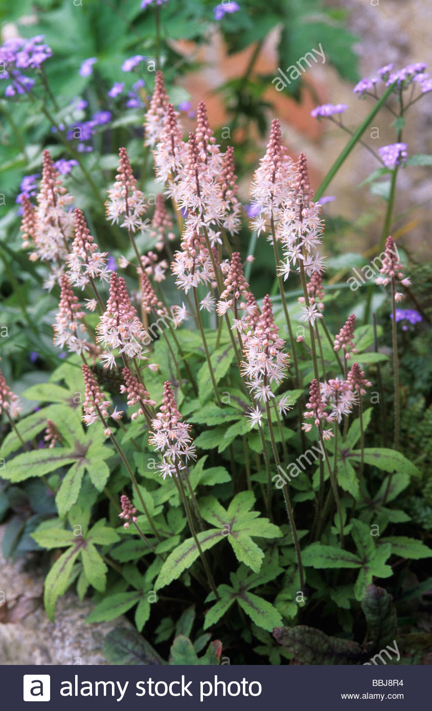 Tiarella Stock Photos & Tiarella Stock Images - Alamy