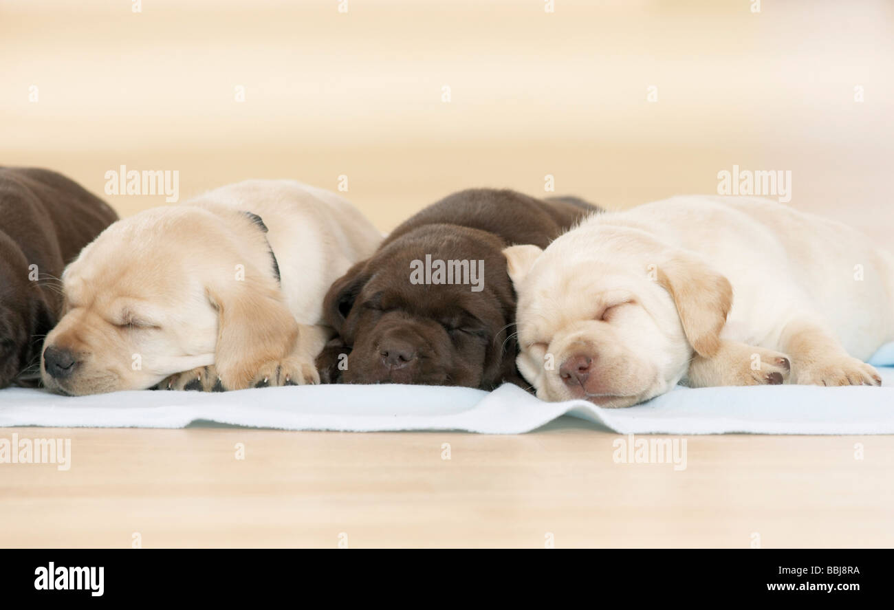 Labrador Retriever dog - puppies - sleeping Stock Photo - Alamy