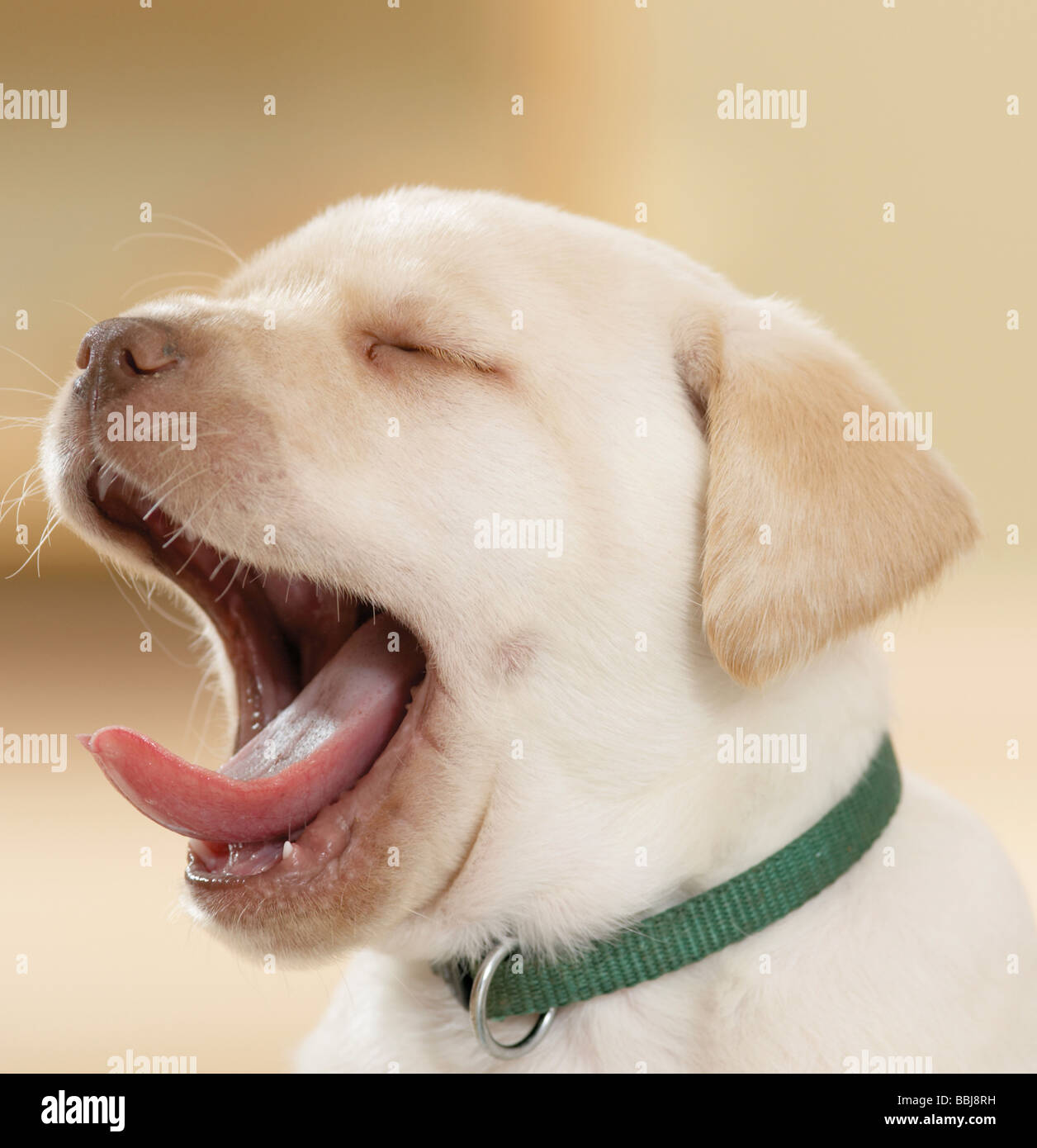 Labrador Retriever dog - puppy - yawning Stock Photo - Alamy