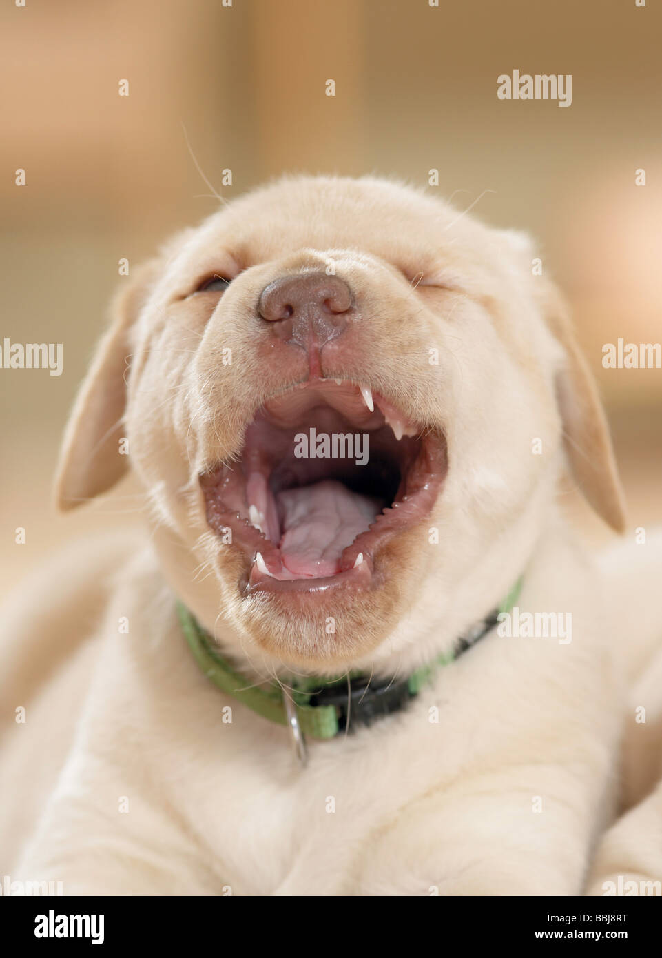 Labrador Retriever dog - puppy - yawning Stock Photo - Alamy