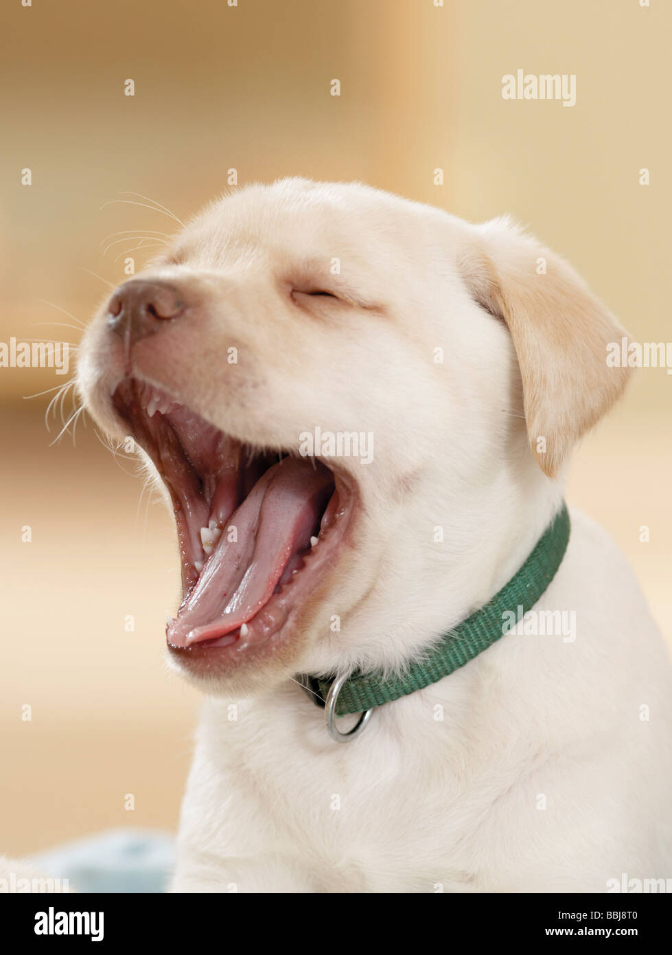 Labrador Retriever dog - puppy - yawning Stock Photo - Alamy