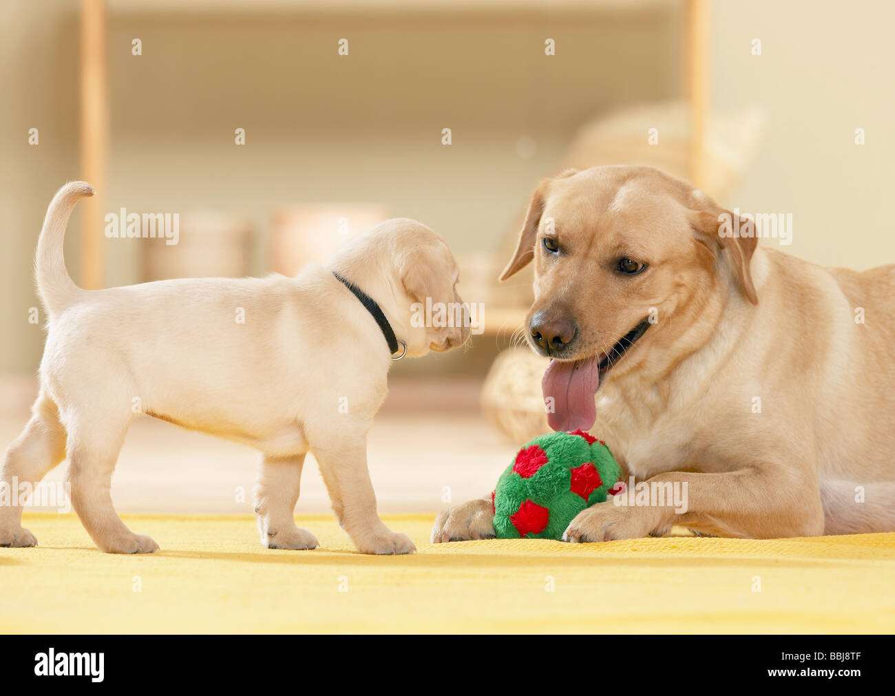Labrador Retriever dog and puppy - playing Stock Photo - Alamy