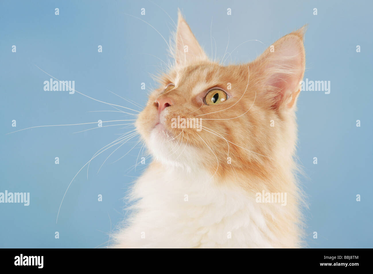 Maine Coon cat - portrait Stock Photo - Alamy