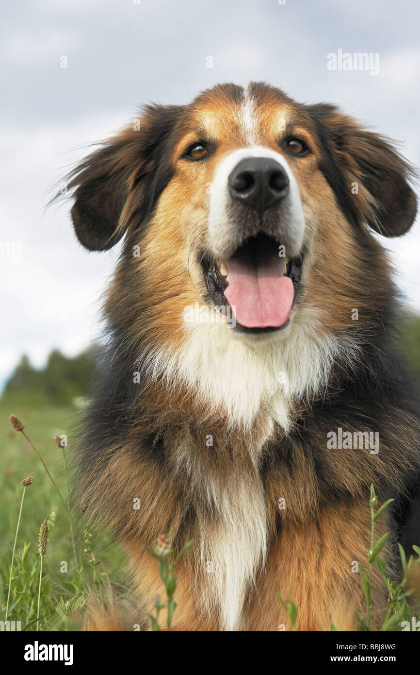 half breed dog - lying on meadow Stock Photo - Alamy
