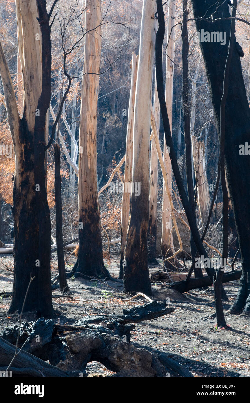 Devastation and fallen trees after a bushfire Stock Photo - Alamy