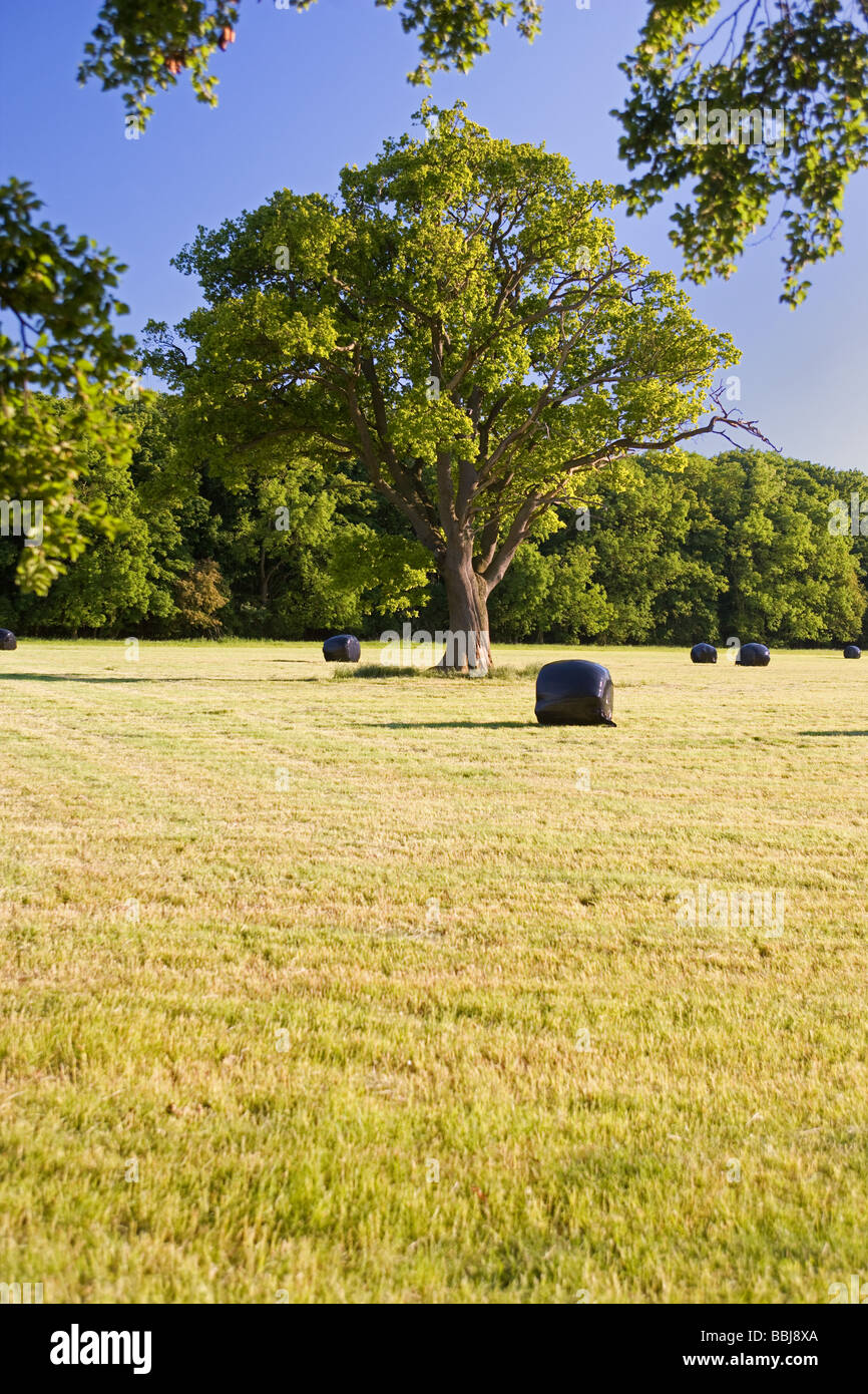 Wrapped Silage Bales In A Field Stock Photo - Alamy