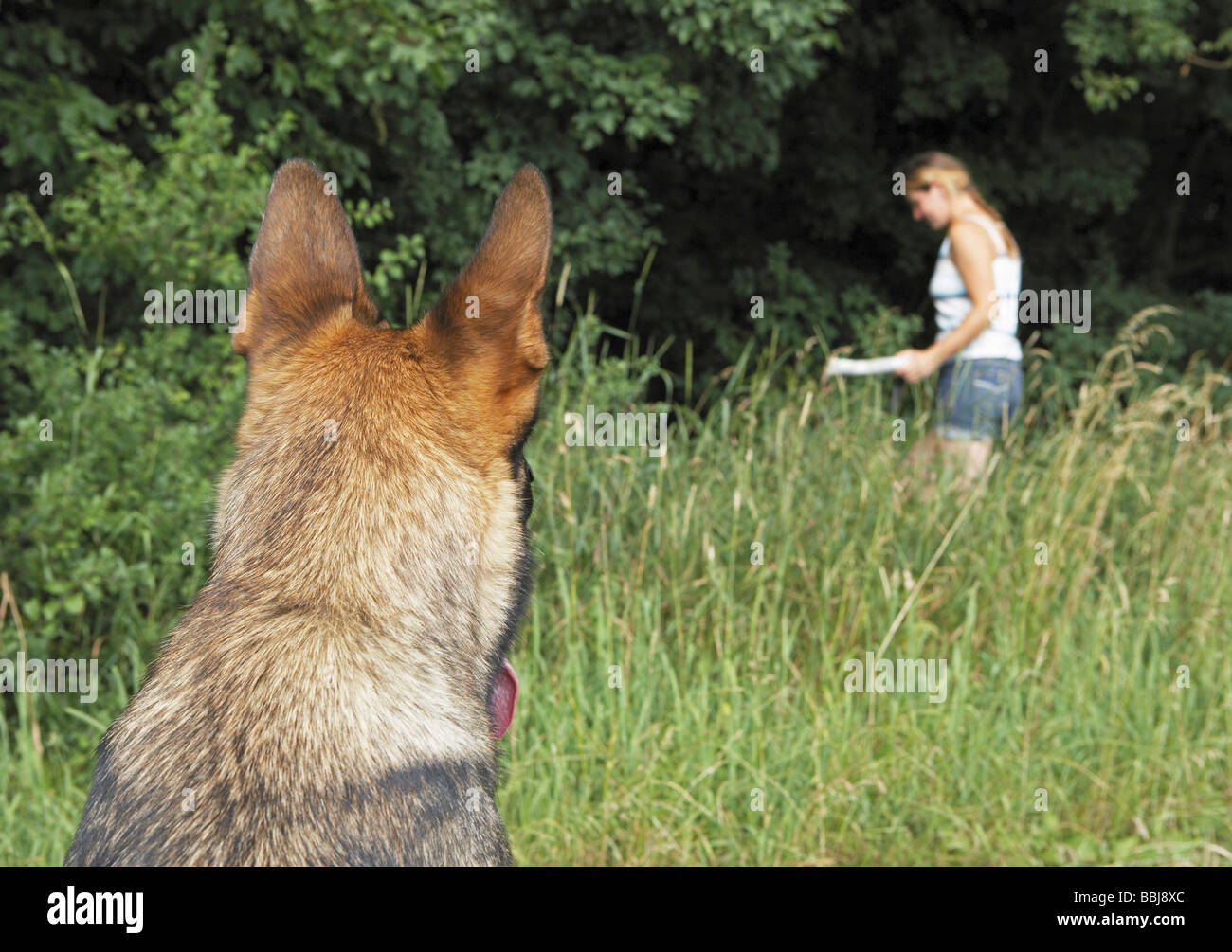 German Shepherd dog watching woman Stock Photo - Alamy