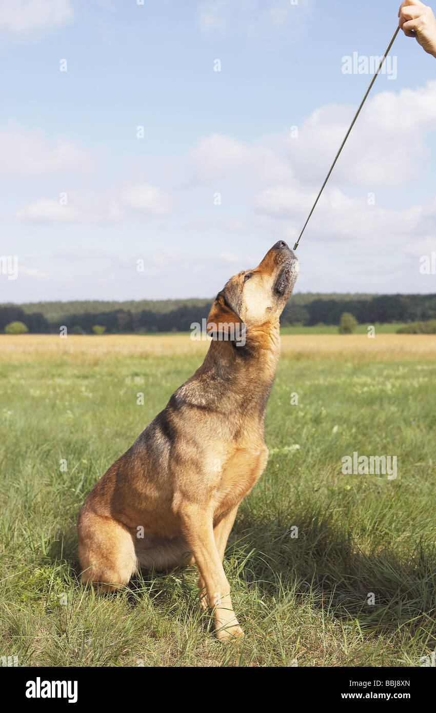 Target stick dog hi-res stock photography and images - Alamy