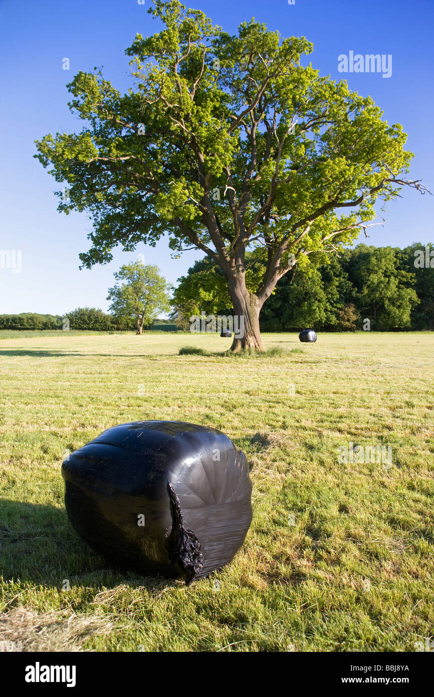 Wrapped Silage Bales In A Field Stock Photo - Alamy