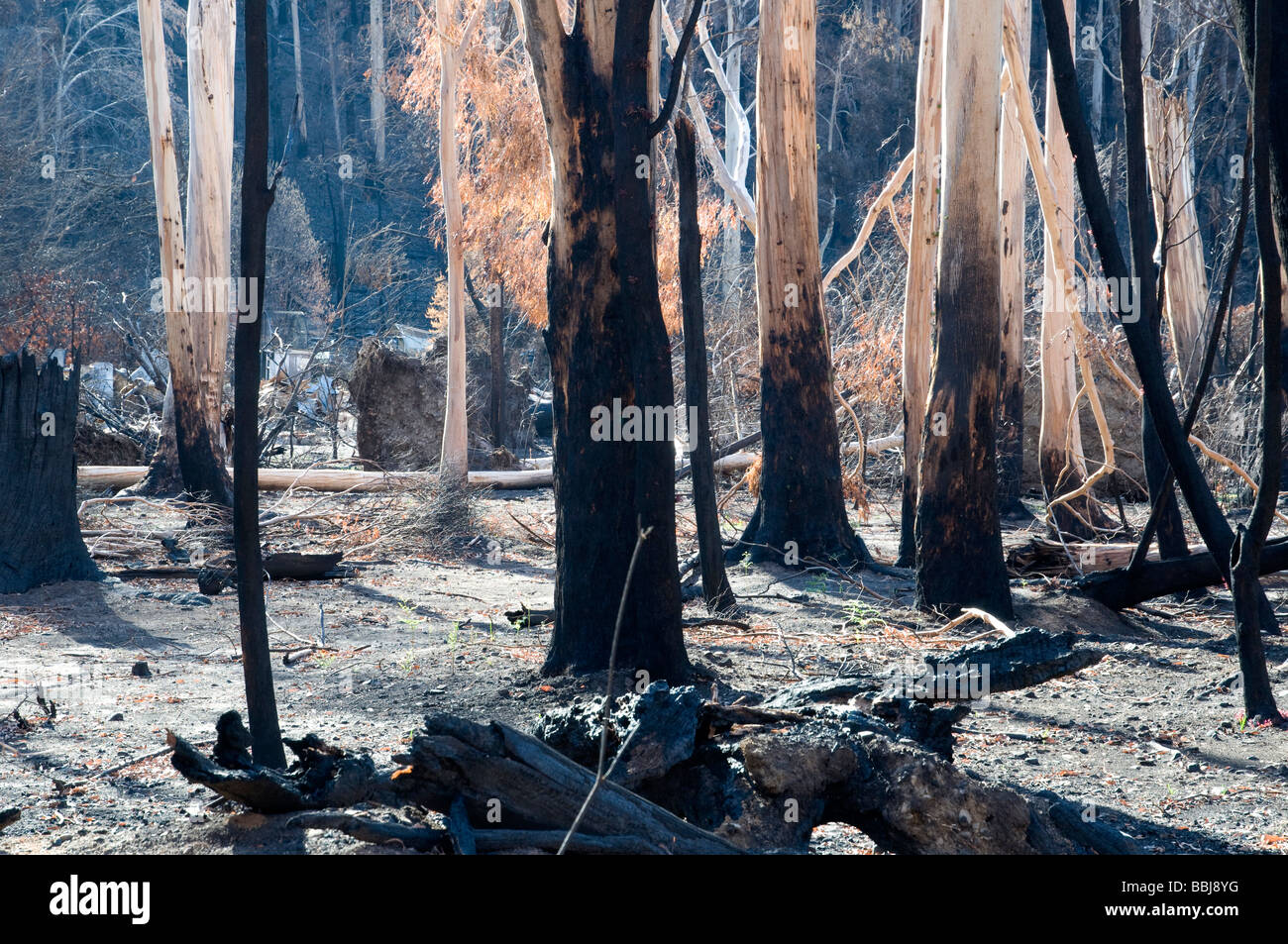 Devastation and fallen trees after a bushfire Stock Photo - Alamy