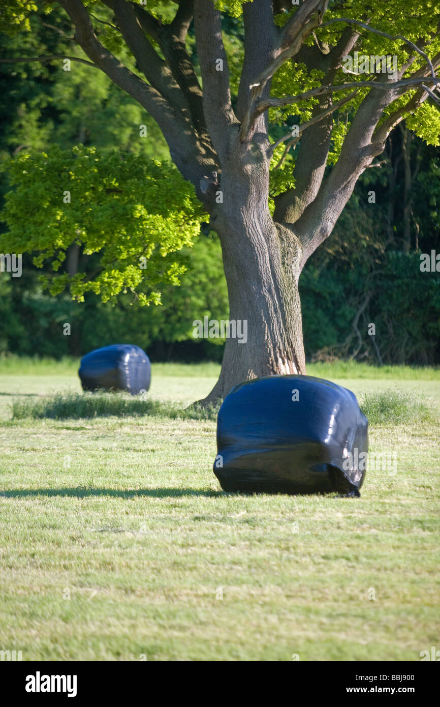 Wrapped Silage Bales In A Field Stock Photo - Alamy