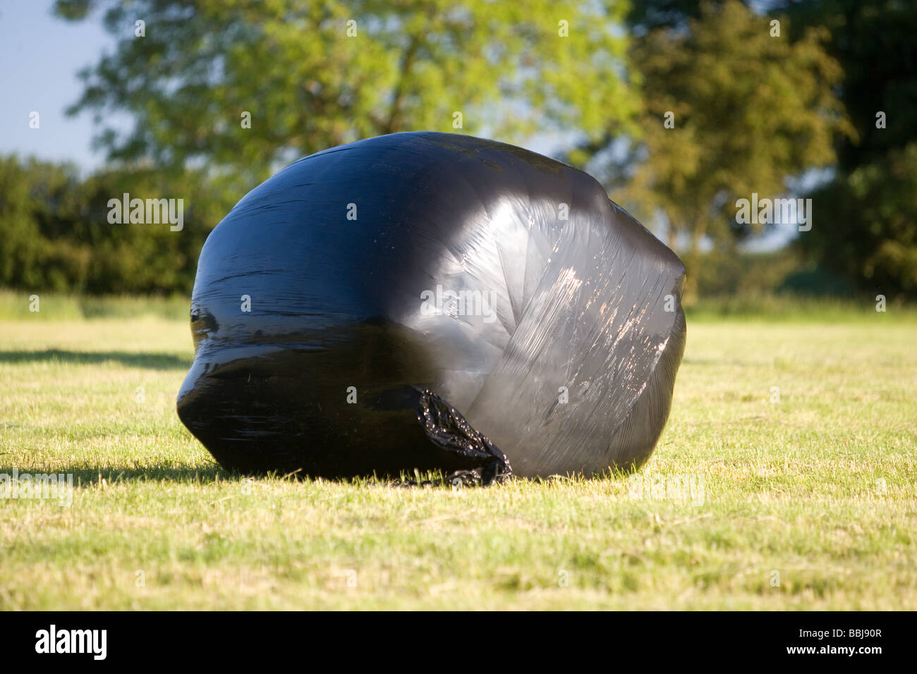 Wrapped Silage Bales In A Field Stock Photo - Alamy