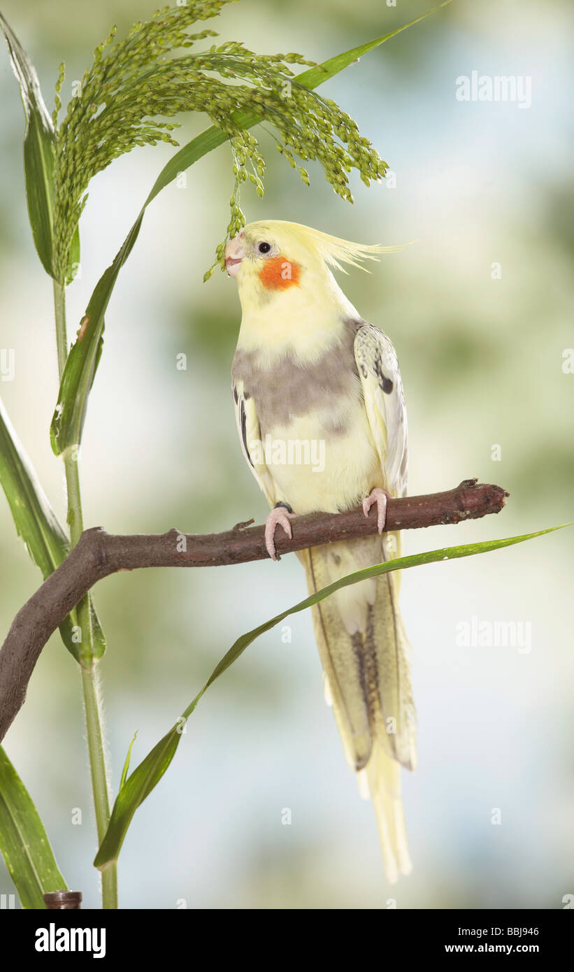 Cockatiel Branch High Resolution Stock Photography and Images - Alamy