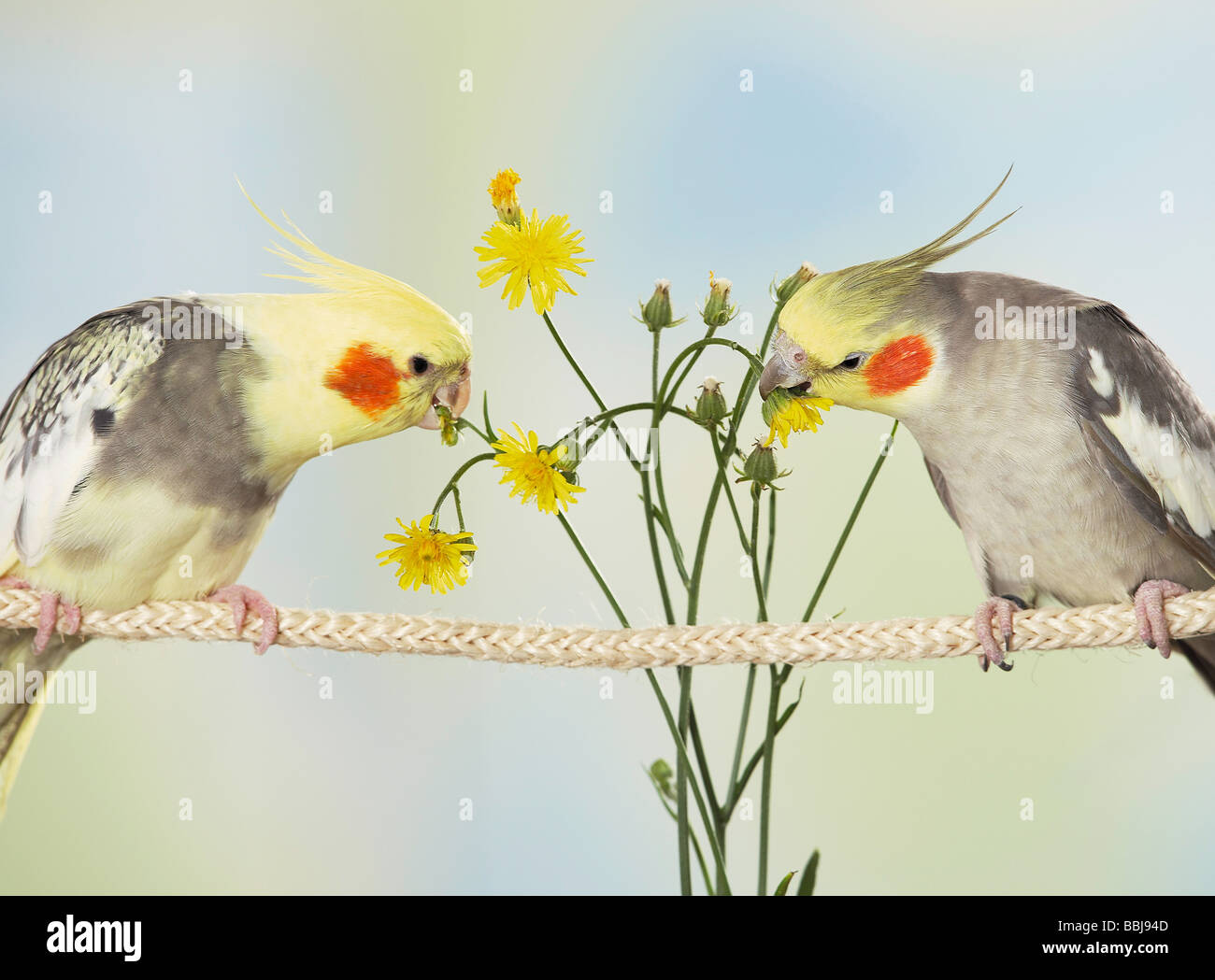 Two cockatiels hi-res stock photography and images - Alamy
