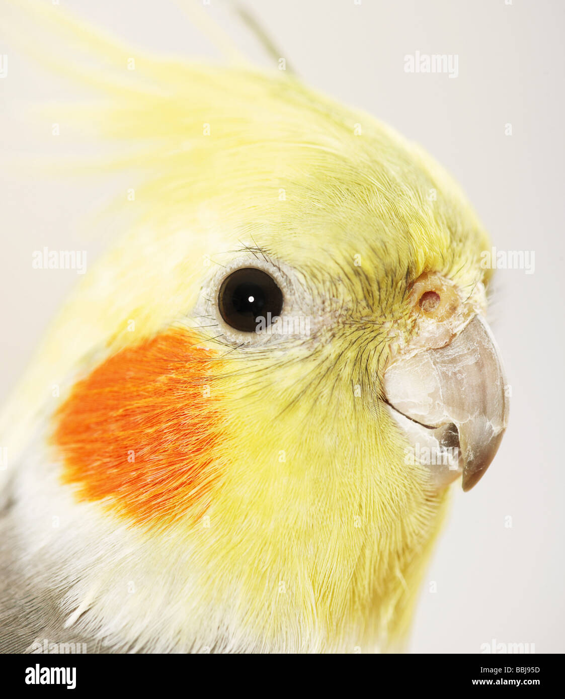 Cockatiel (Nymphicus hollandicus). Portrait of adult bird Stock Photo ...