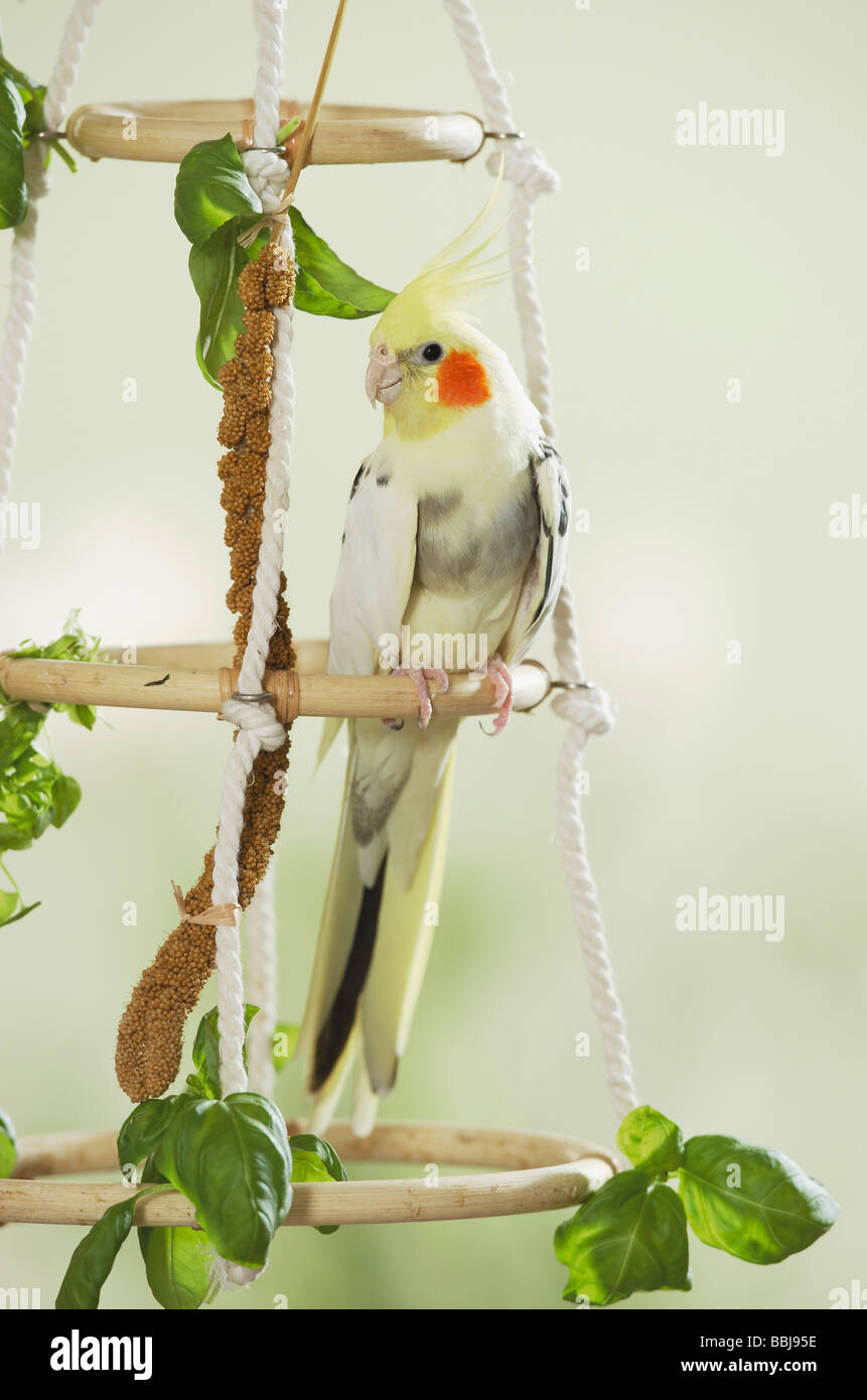 cockatiel on ladder / Nymphicus hollandicus Stock Photo - Alamy