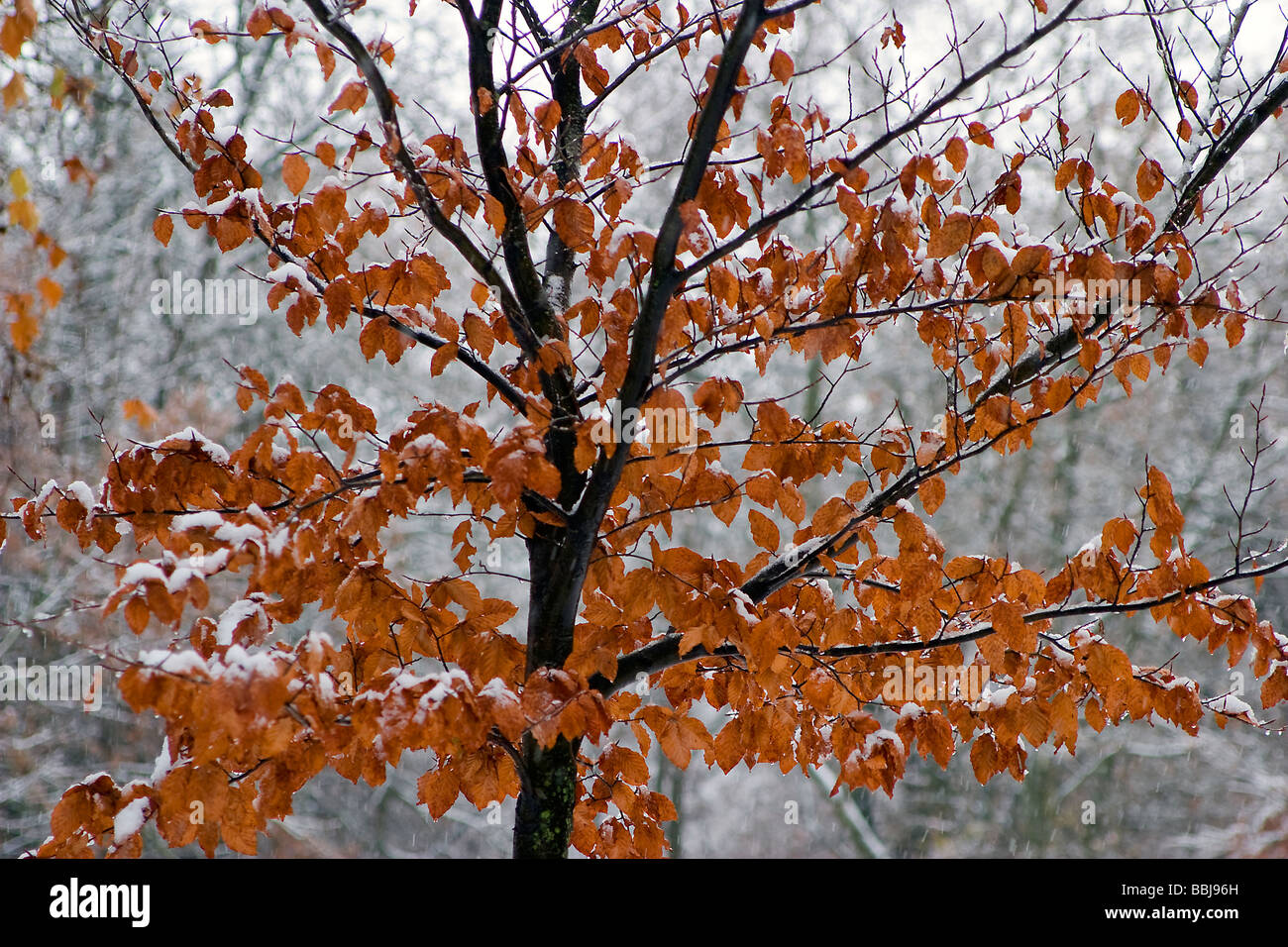 Fagus sylvatica winter beech trees tree hi-res stock photography and ...