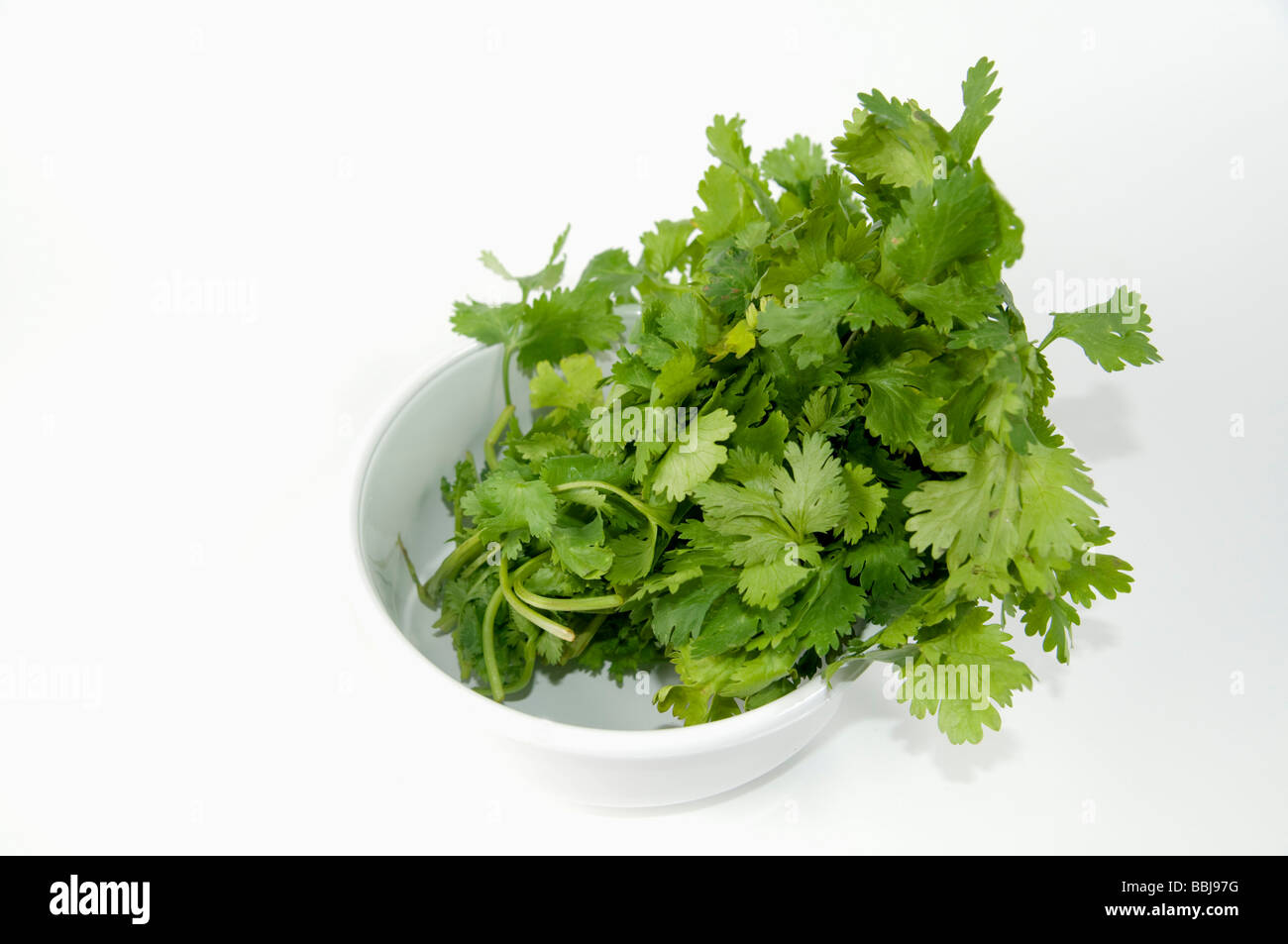 Cutout of fresh Coriander Coriandrum sativum leaves on white background ...