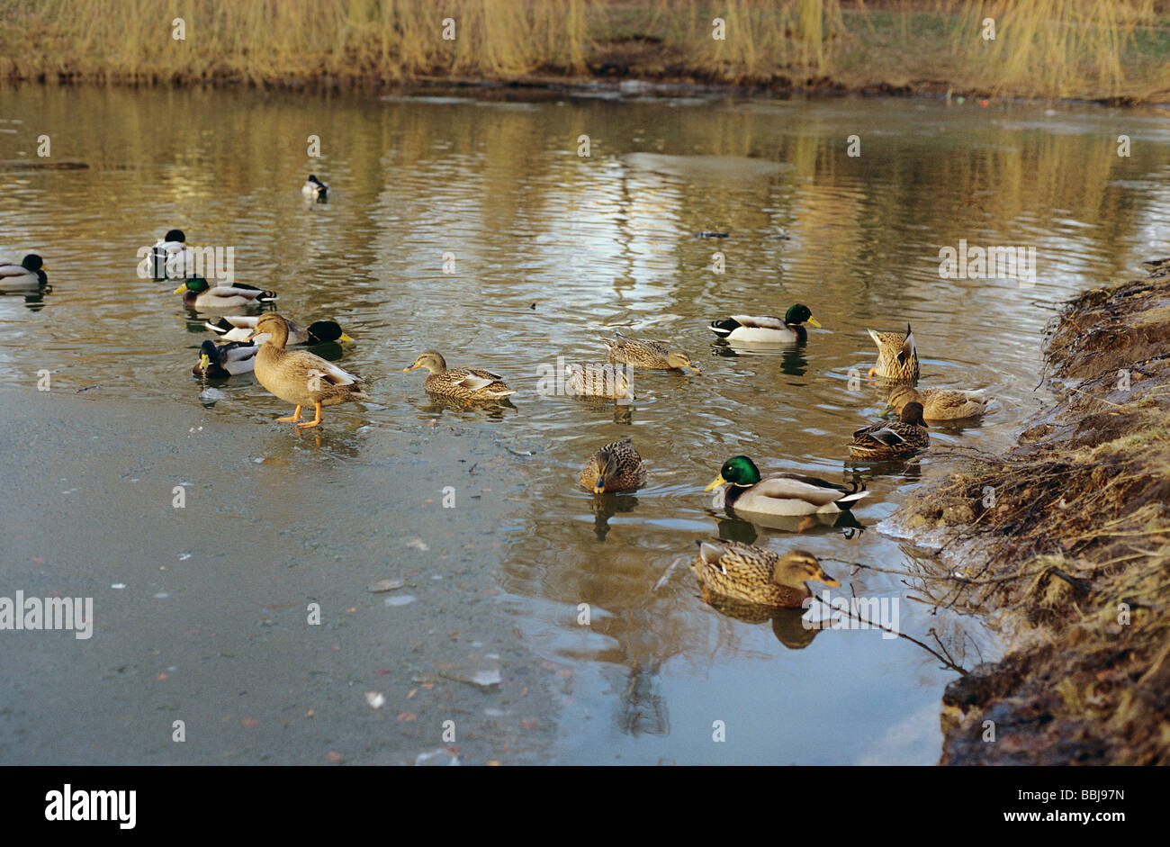 mallards in the pond / Anas platyrhynchos Stock Photo - Alamy